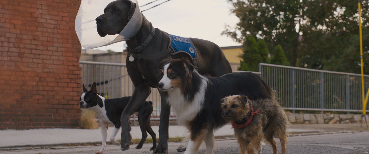 Strays - Classic Cinemas