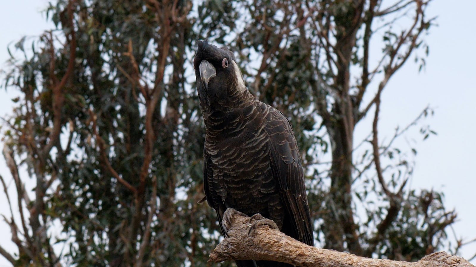 Black Cockatoo Crisis - Lido Cinemas