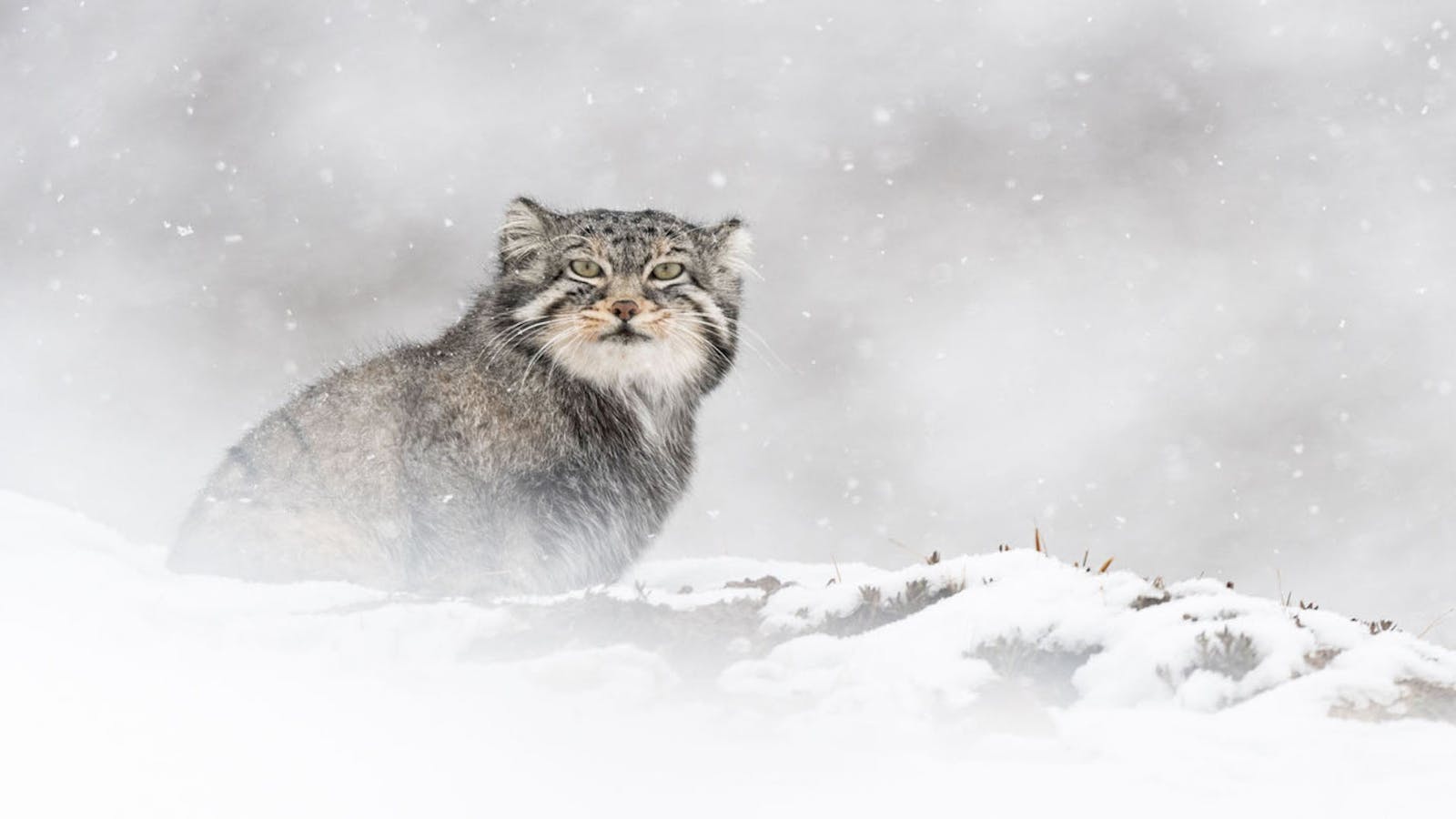 The Velvet Queen - Ritz Cinemas