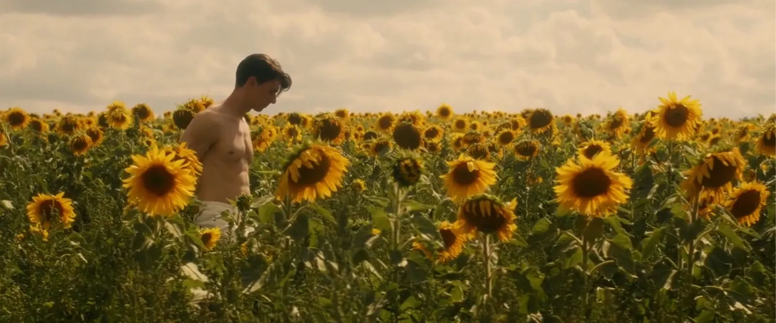 Sunflower - Classic Cinemas