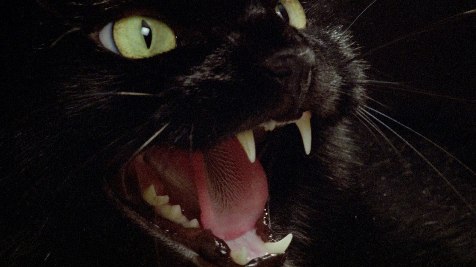 The Black Cat (1990) - Ritz Cinemas