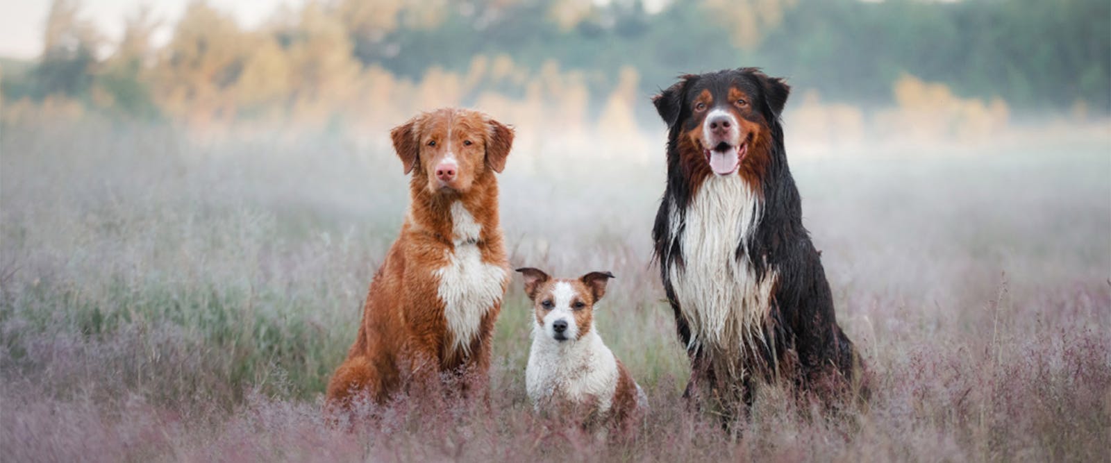 Top Dog Film Festival 2024 - Ritz Cinemas